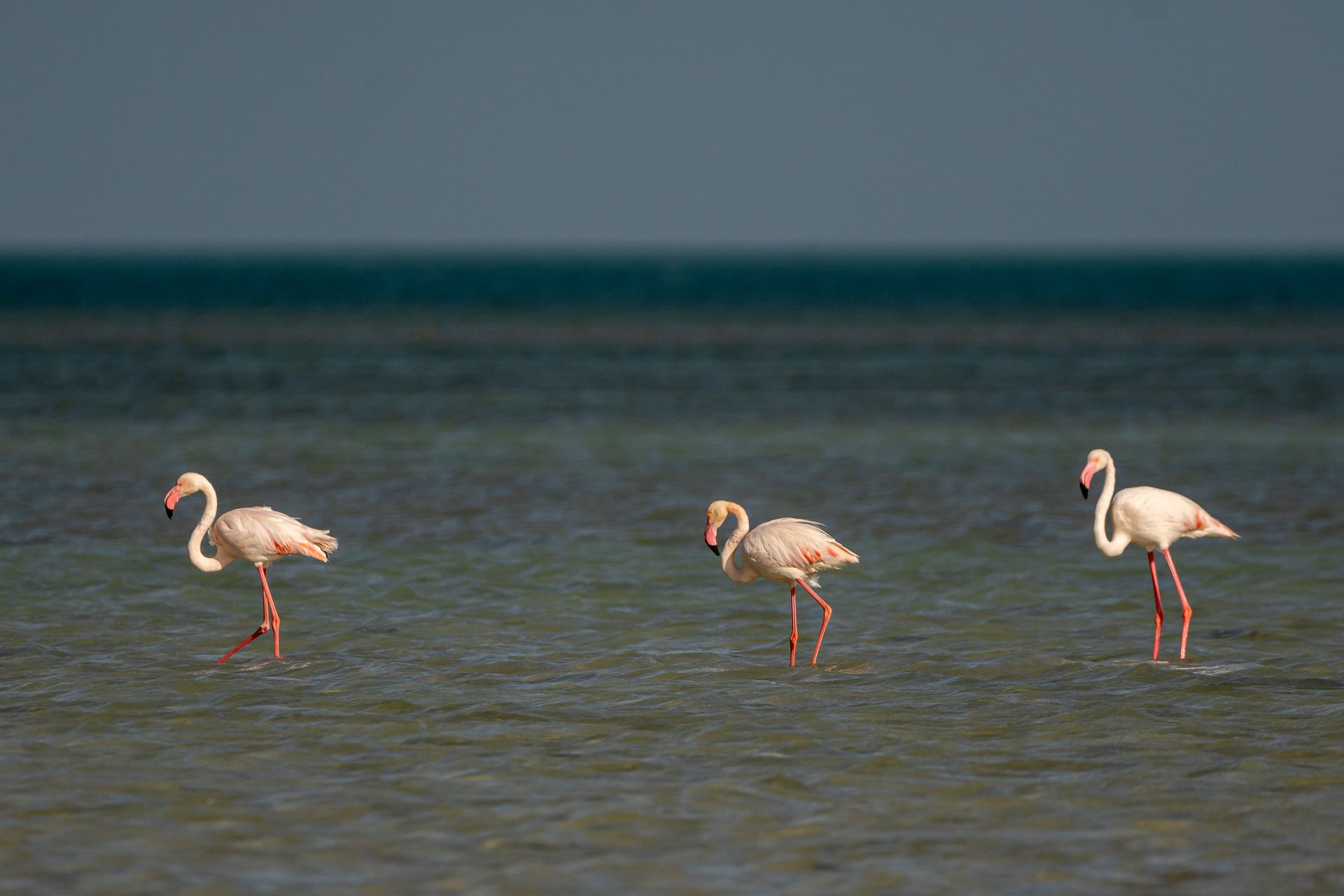 Flamingo migration in Qatar | Visit Qatar