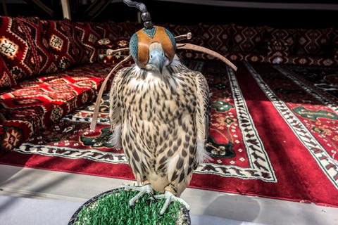 Falcon - the national bird of Qatar | Visit Qatar