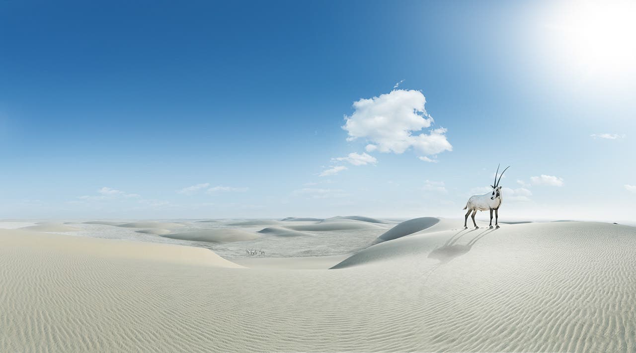 Wildlife | Visit Qatar