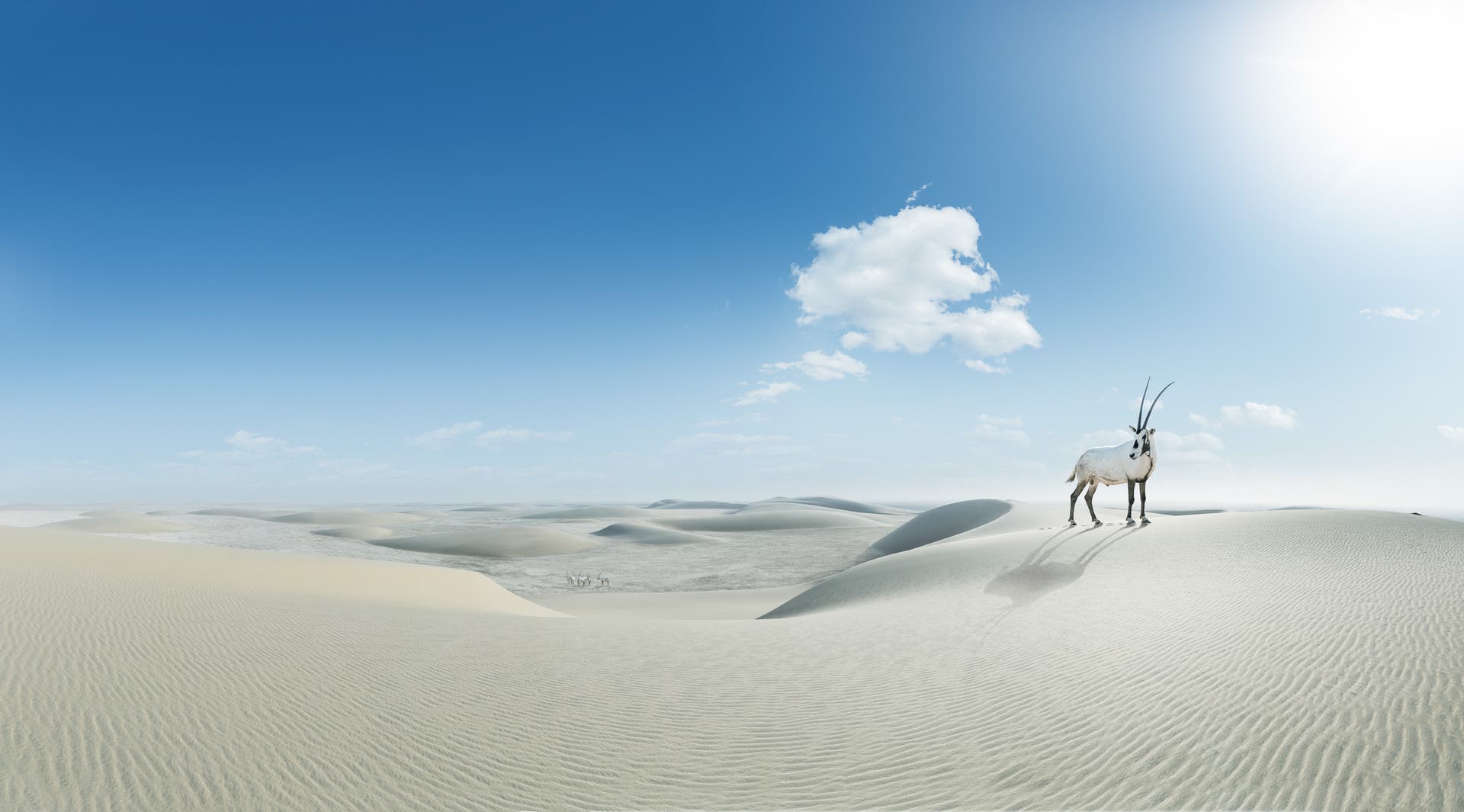 Arabian Oryx | Visit Qatar