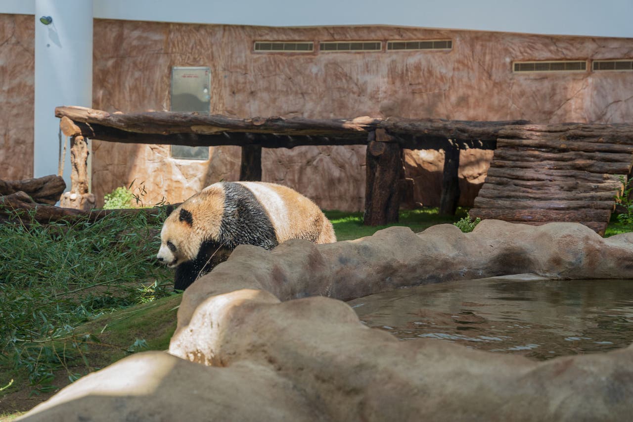 Visit the Middle East's first Panda Park | Visit Qatar