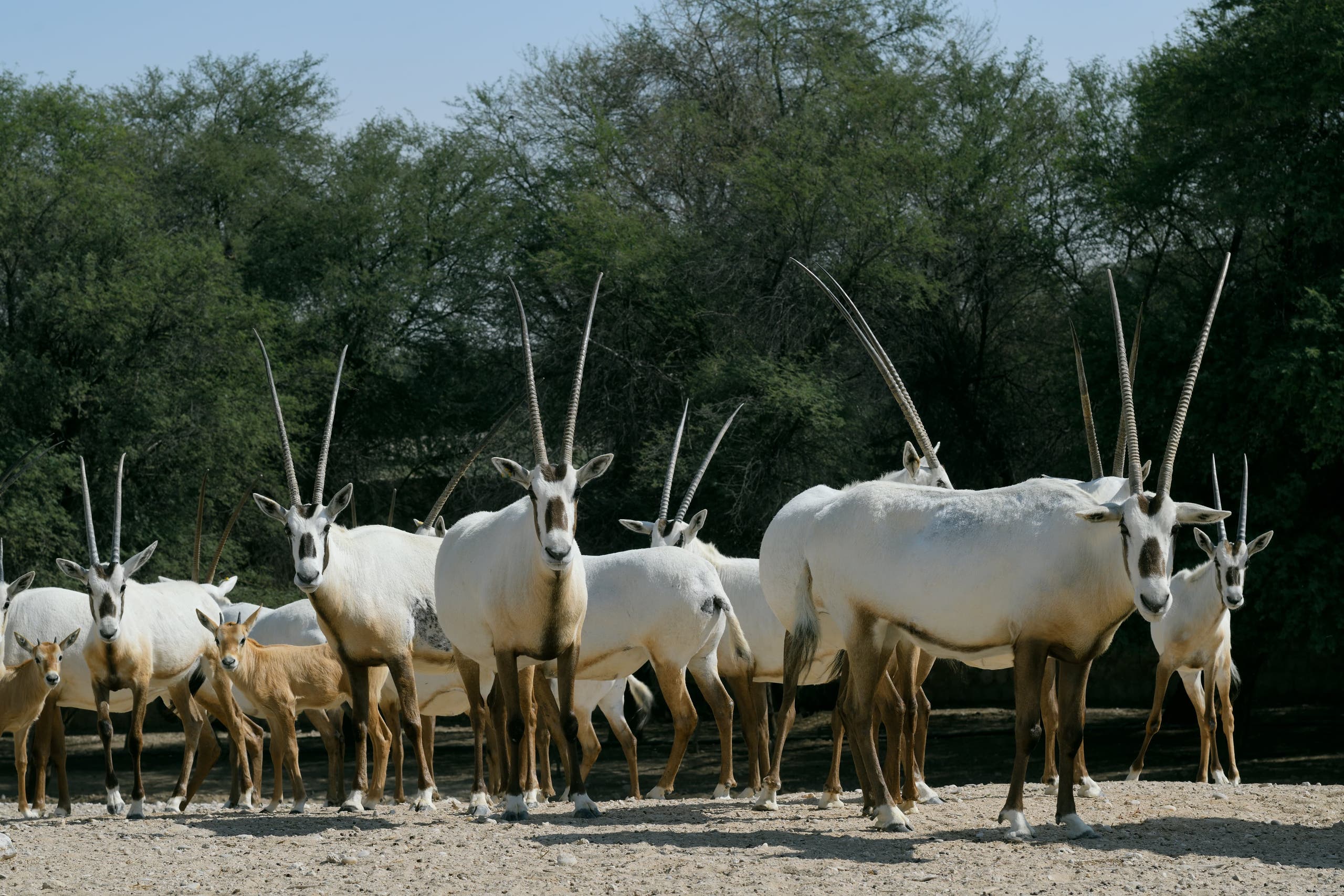 Al Samriya Doha | Autograph Collection Hotel | Visit Qatar