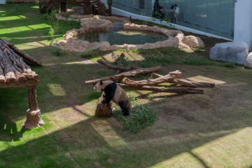 Visit the Middle East's first Panda Park | Visit Qatar