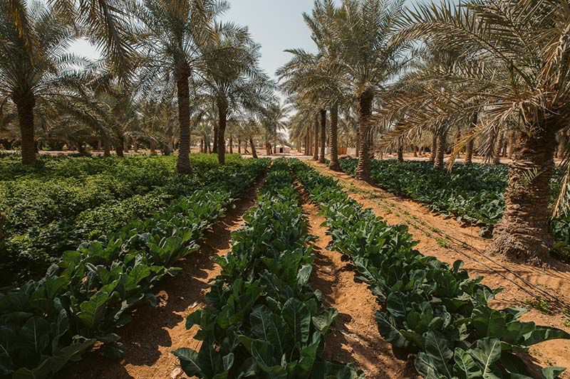 A day at Heenat Salma Farm | Visit Qatar