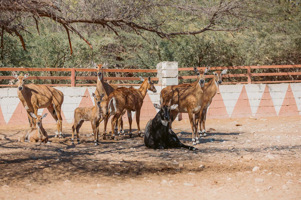 Al Dosari Zoo & Game Reserve | Visit Qatar