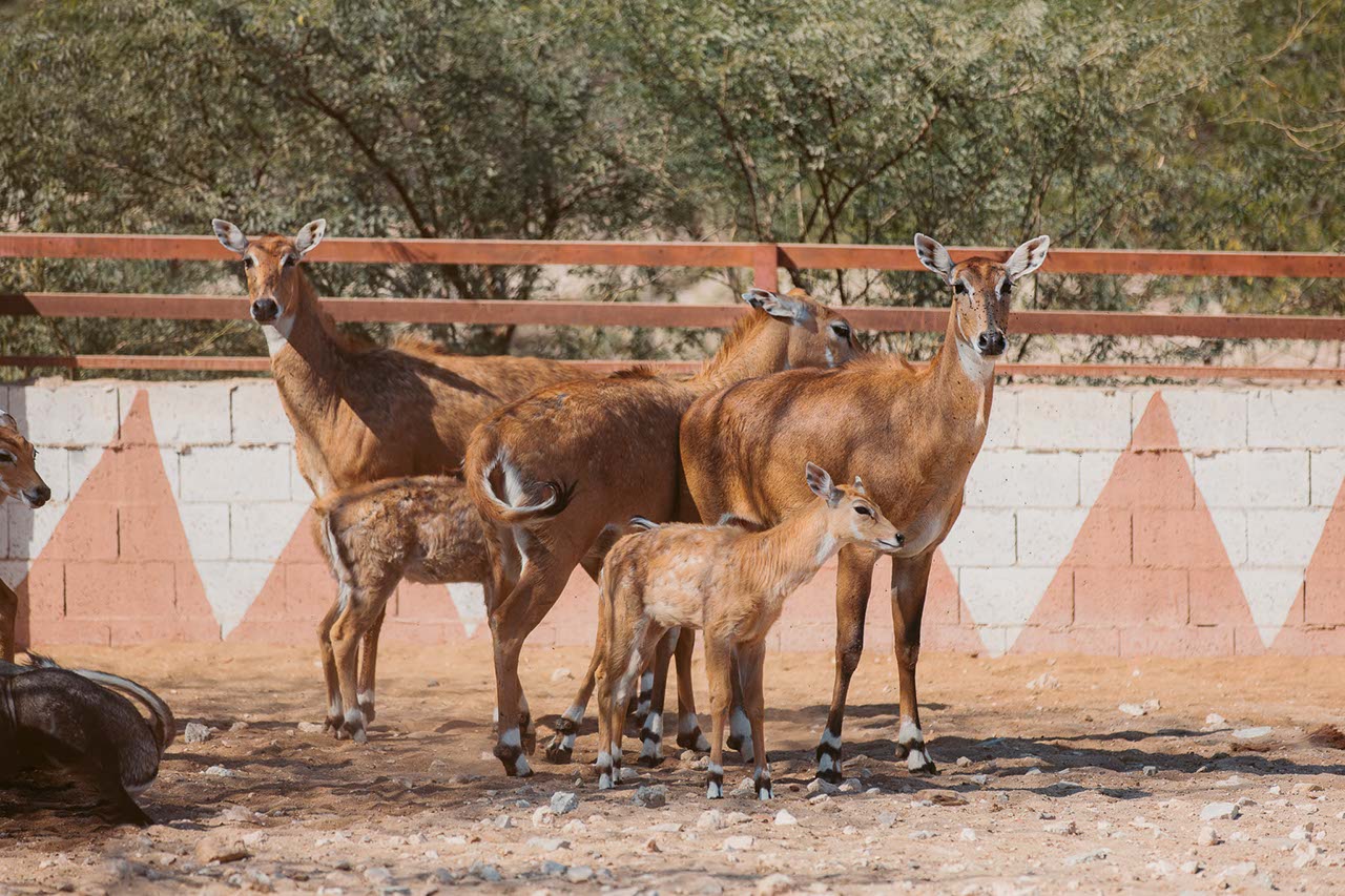 Al Dosari Zoo and Game Reserve | Visit Qatar