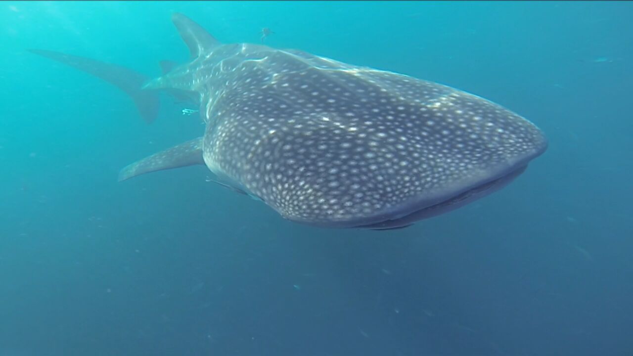 The whale sharks of Qatar | Visit Qatar