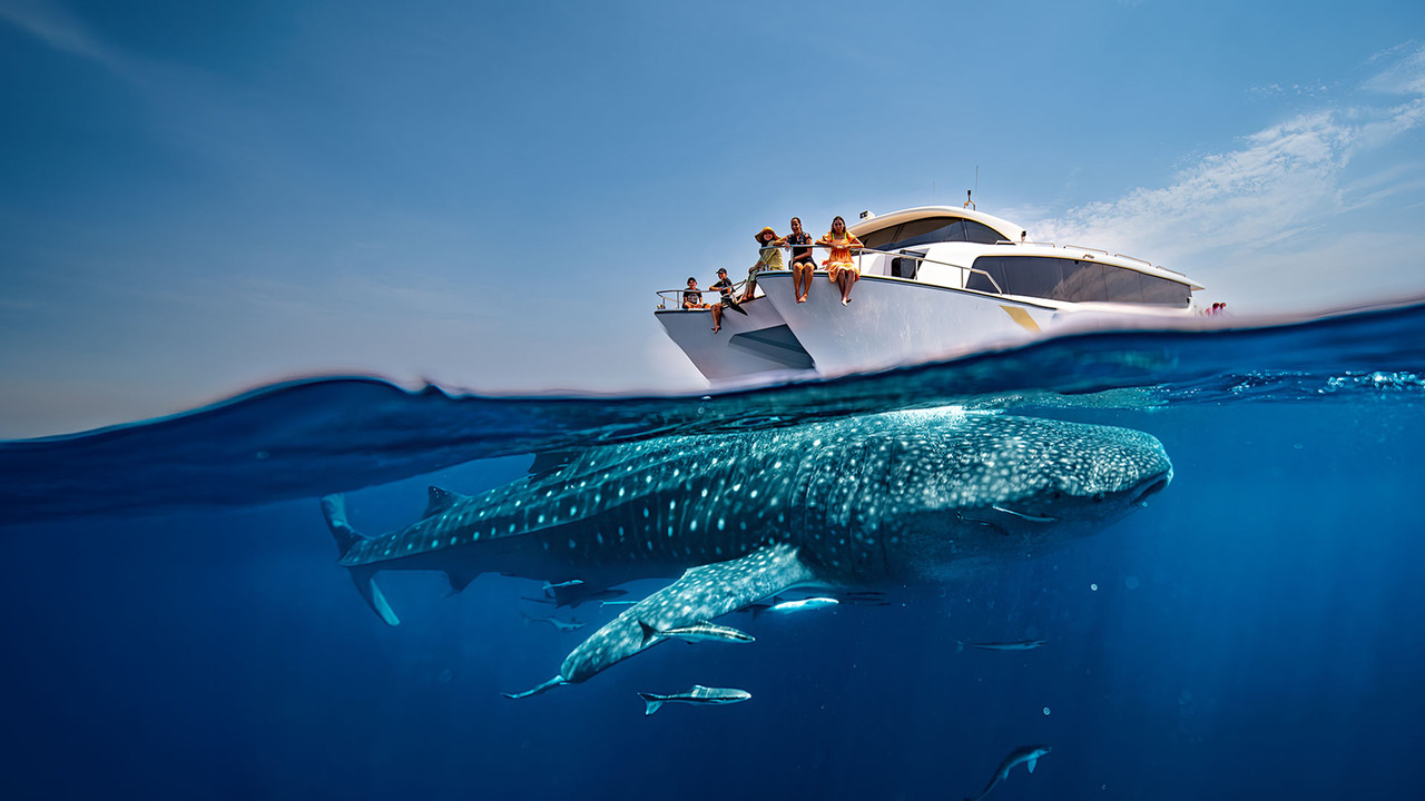 Whale Sharks Season 2025 | Book a tour | Visit Qatar