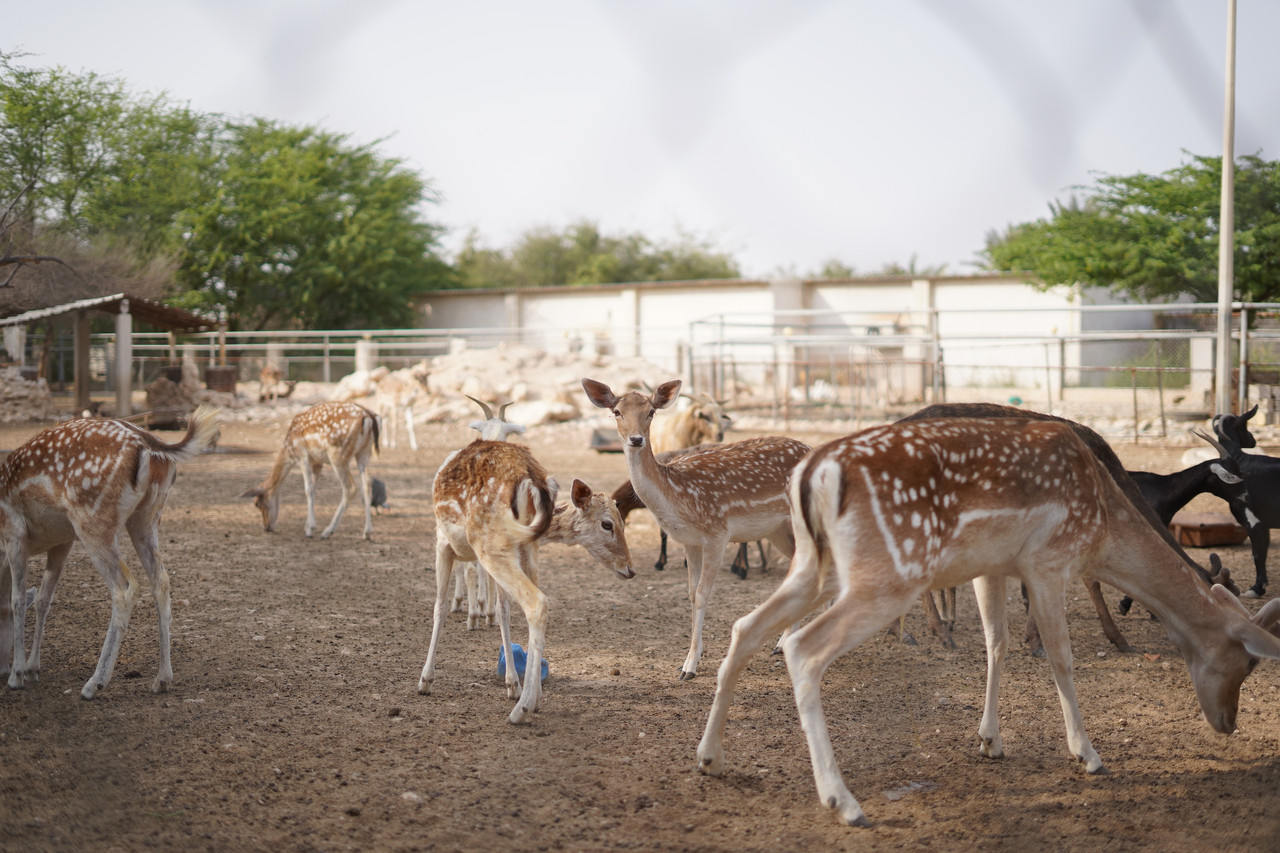 North Sedra Farm | Visit Qatar