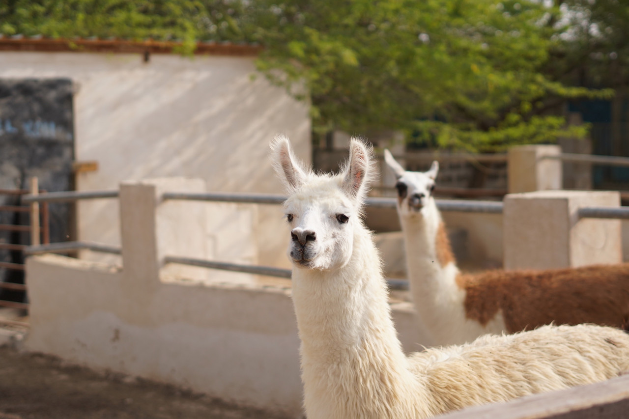 Explore North Sedra Farm | Visit Qatar
