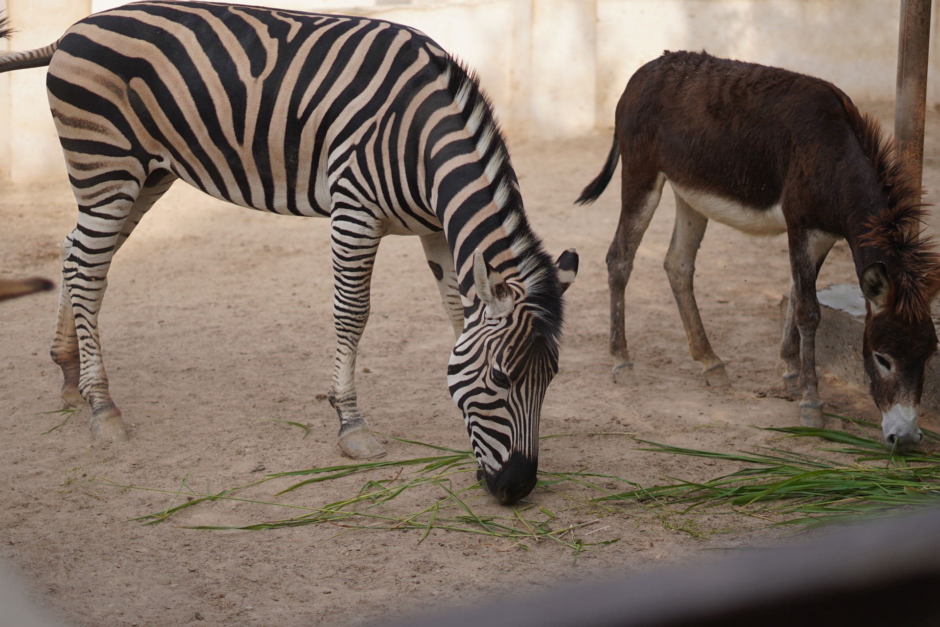 Explore North Sedra Farm | Visit Qatar