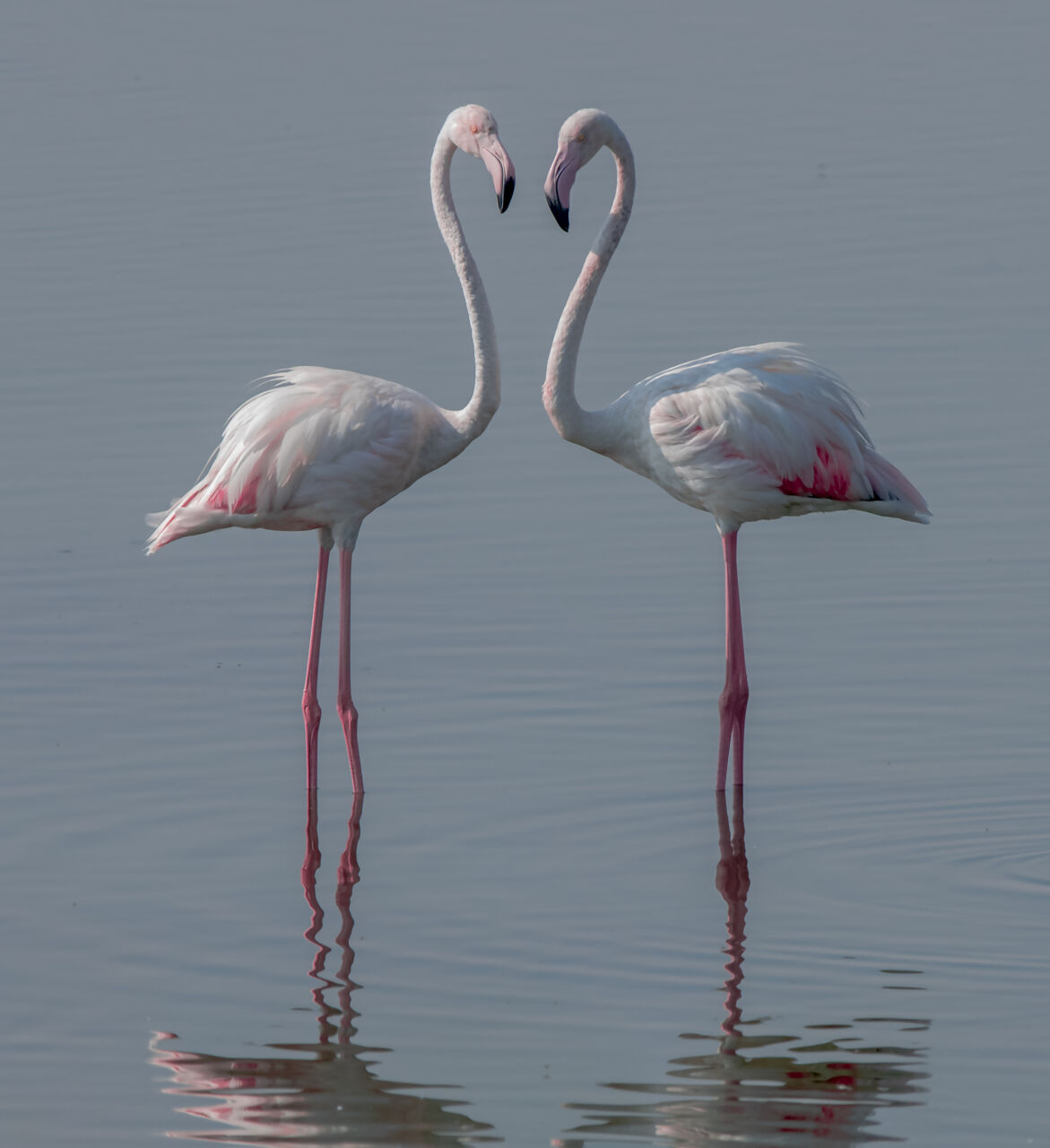 Flamingo migration in Qatar | Visit Qatar