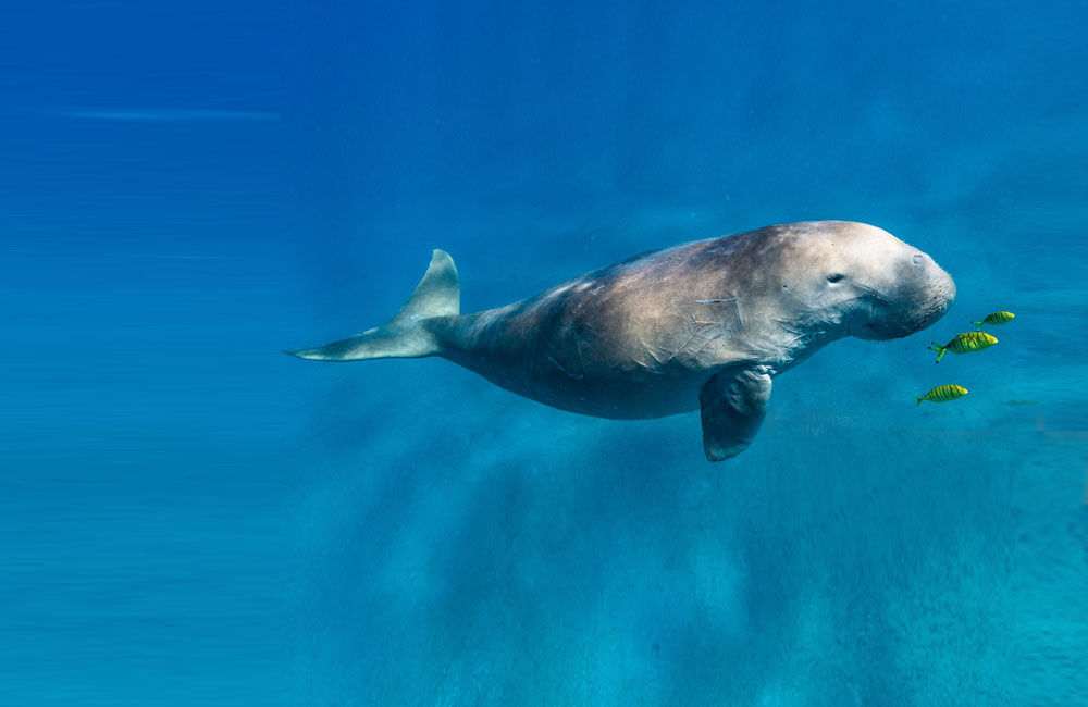 The dugongs of Qatar | Visit Qatar