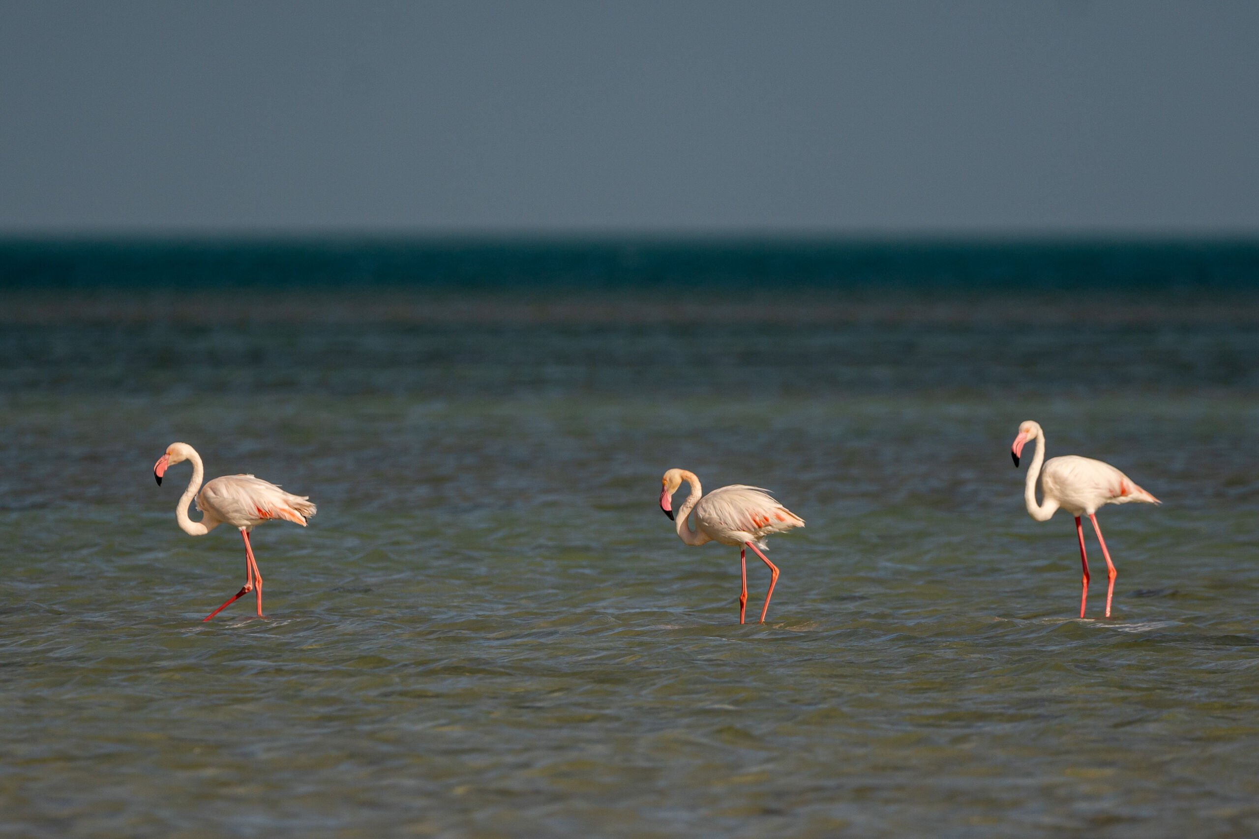 Flamingo migration in Qatar | Visit Qatar