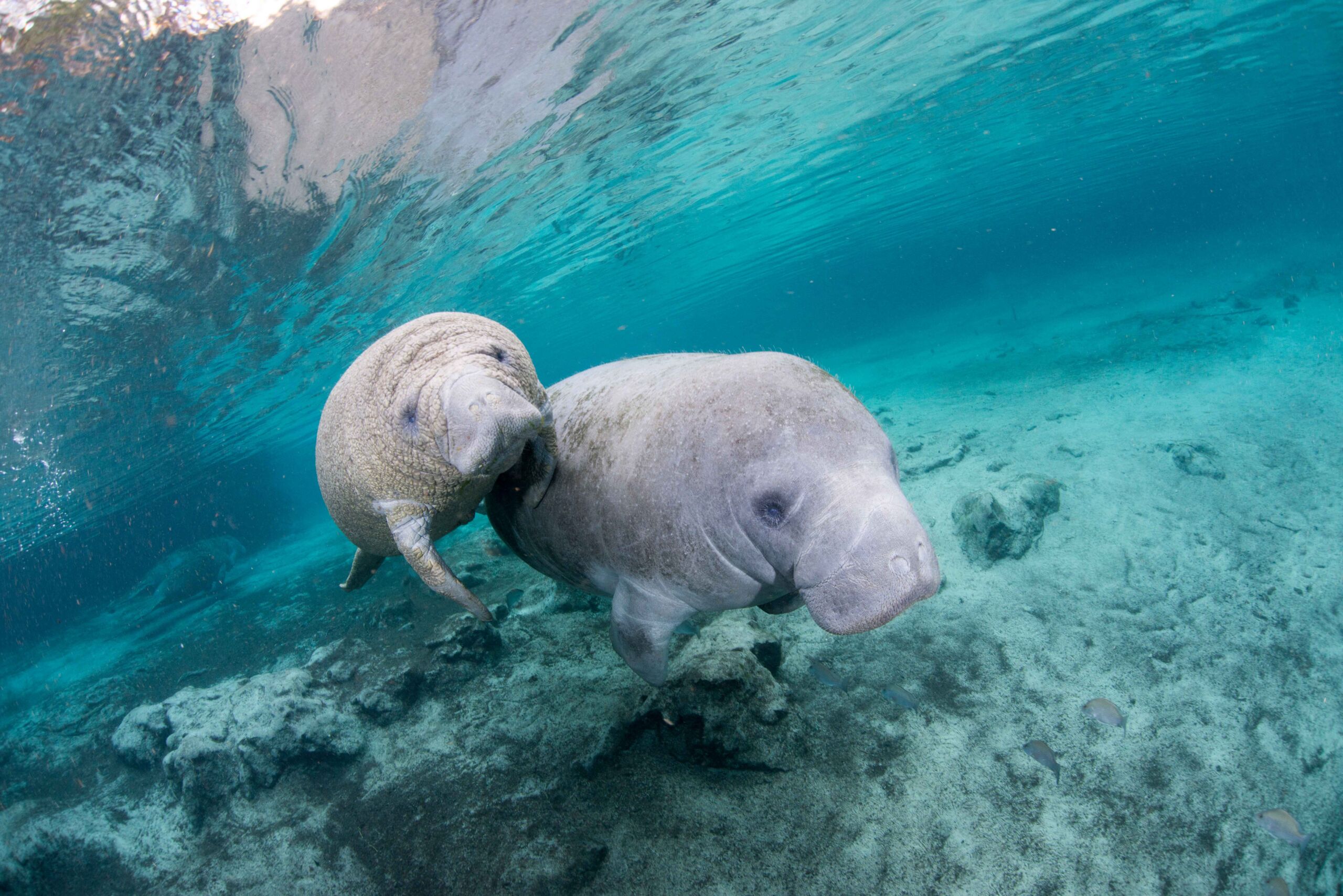The dugongs of Qatar | Visit Qatar