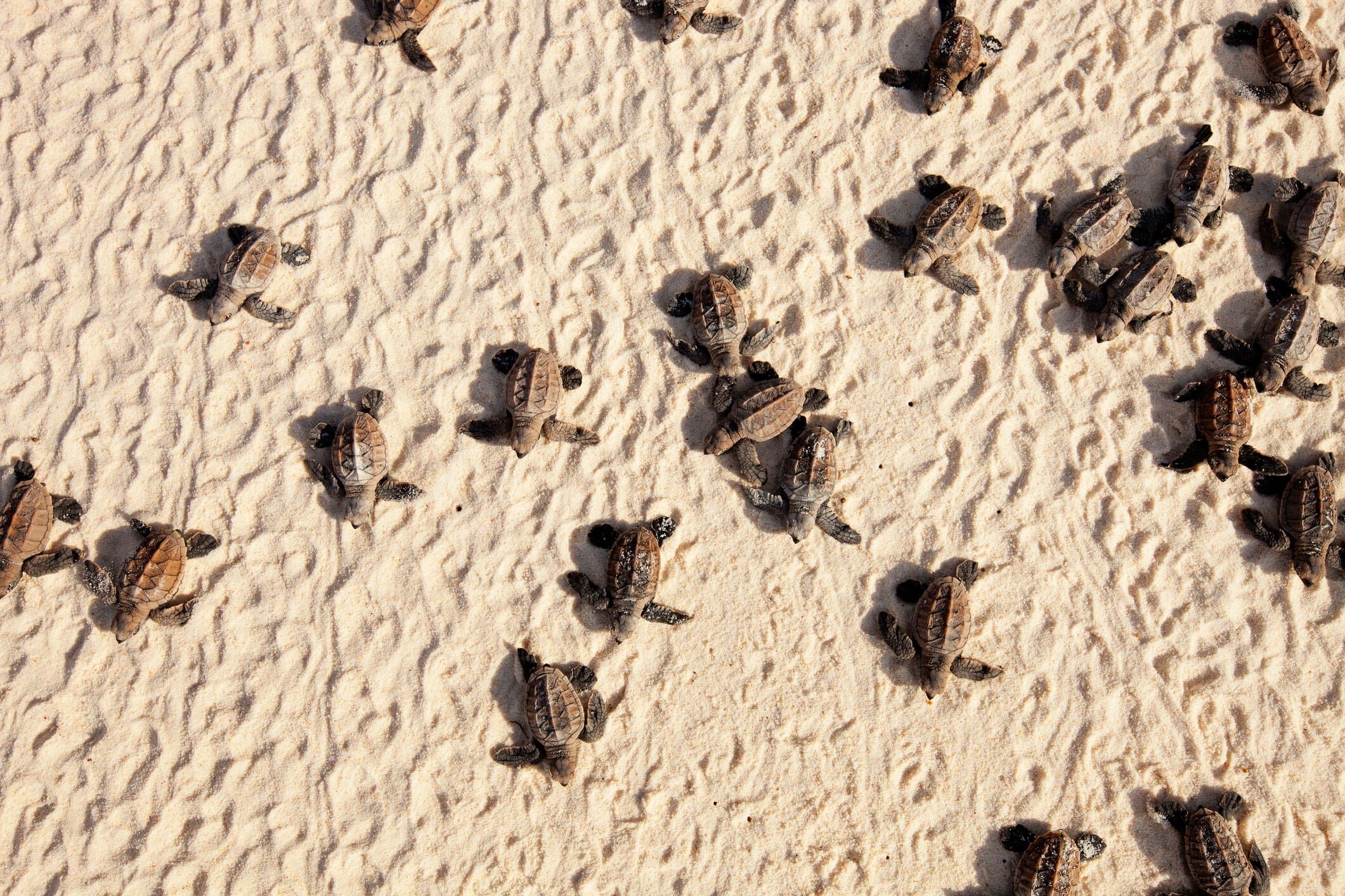Hawksbill turtle spotting in Qatar | Visit Qatar
