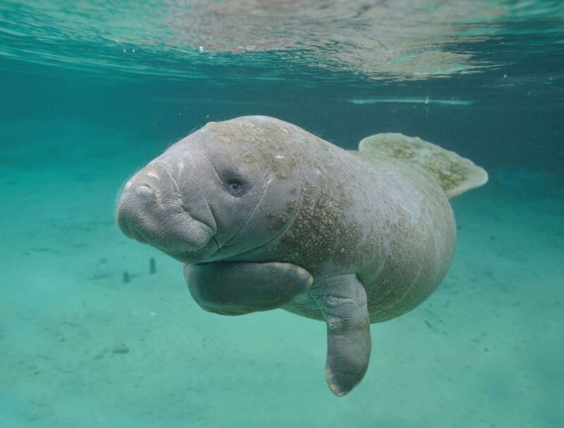 The dugongs of Qatar | Visit Qatar